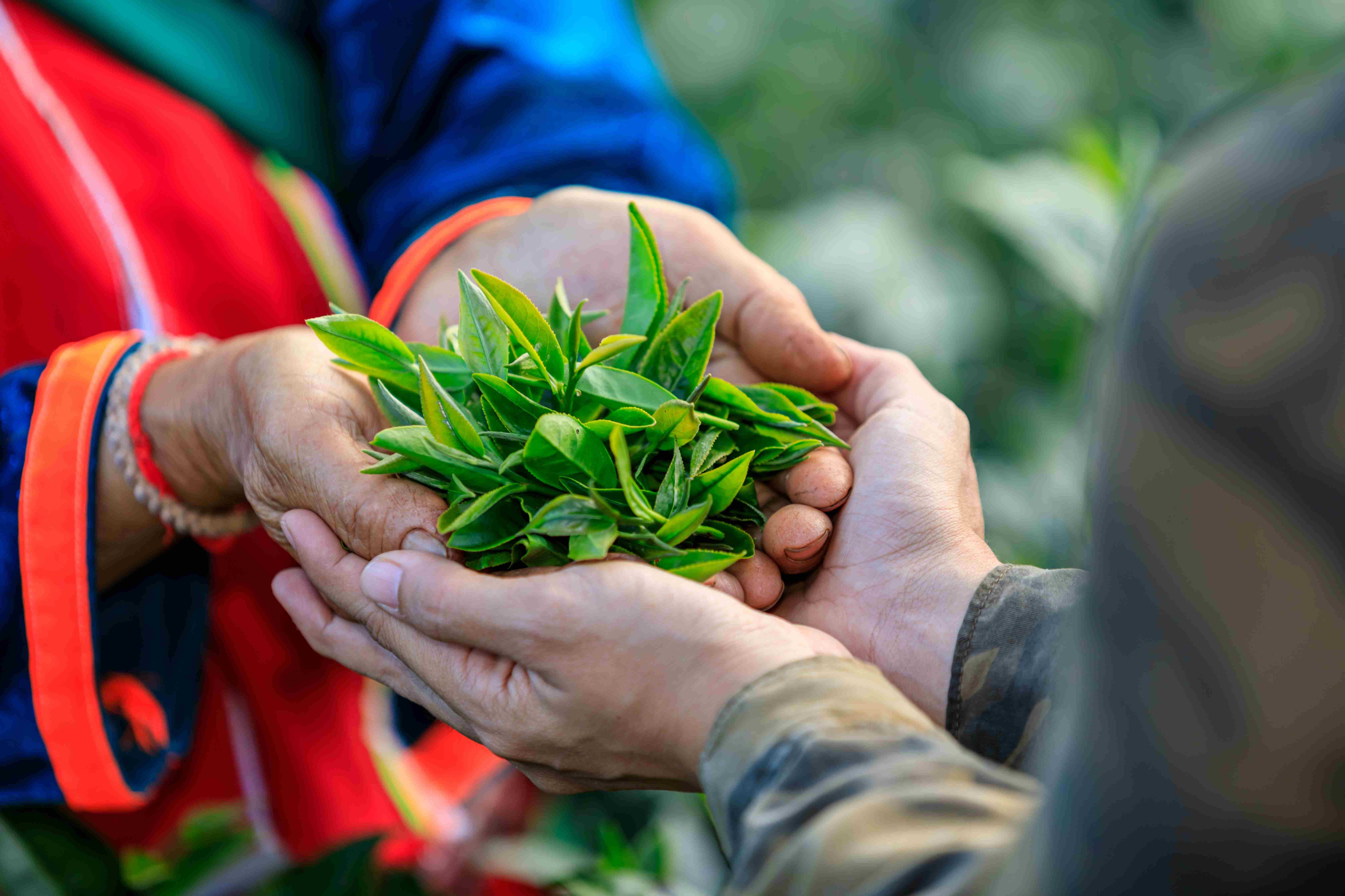 N.N. Global Enterprise (Pvt) Ltd - Premium Tea Machinery Import ...